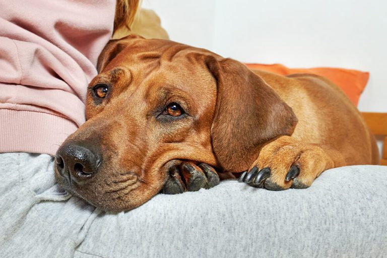 Dog Flu Symptoms in Four Corners, FL | Veterinary Healthcare Associates