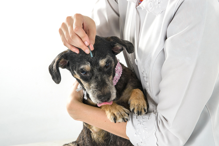 Benefits of Dog Acupuncture | Veterinary Healthcare Associates
