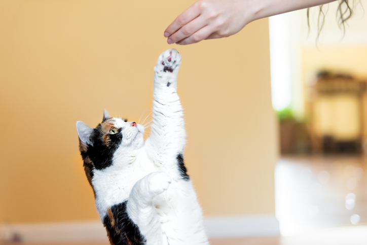 10 Tips on How to Train a Cat | Veterinary Healthcare Associates