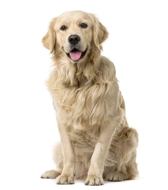5 Reasons Why Your Dog Follows You Around Everywhere | Veterinary ...