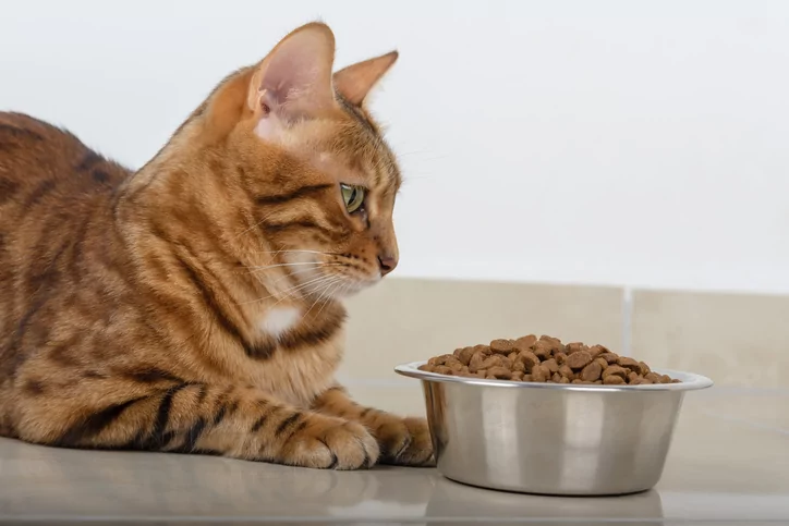 Why is My Cat Meowing Loudly? | Veterinary Healthcare Associates