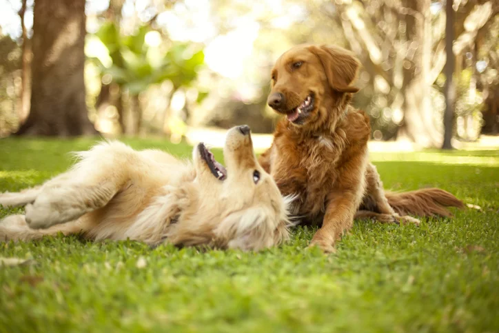 Dogs in Heat: What to Look For and How Long it Lasts | Veterinary ...