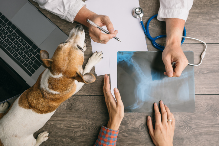 What is a Specialty Vet? Does My Dog or Cat Need One? | Veterinary ...