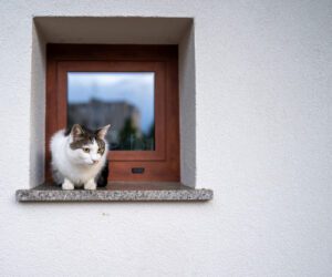 High Rise Syndrome in Cats | Veterinary Healthcare Associates